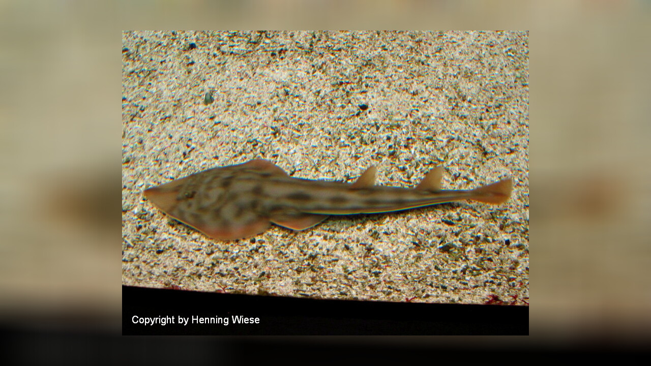 Rhinobatos productus Shovelnose guitarfish