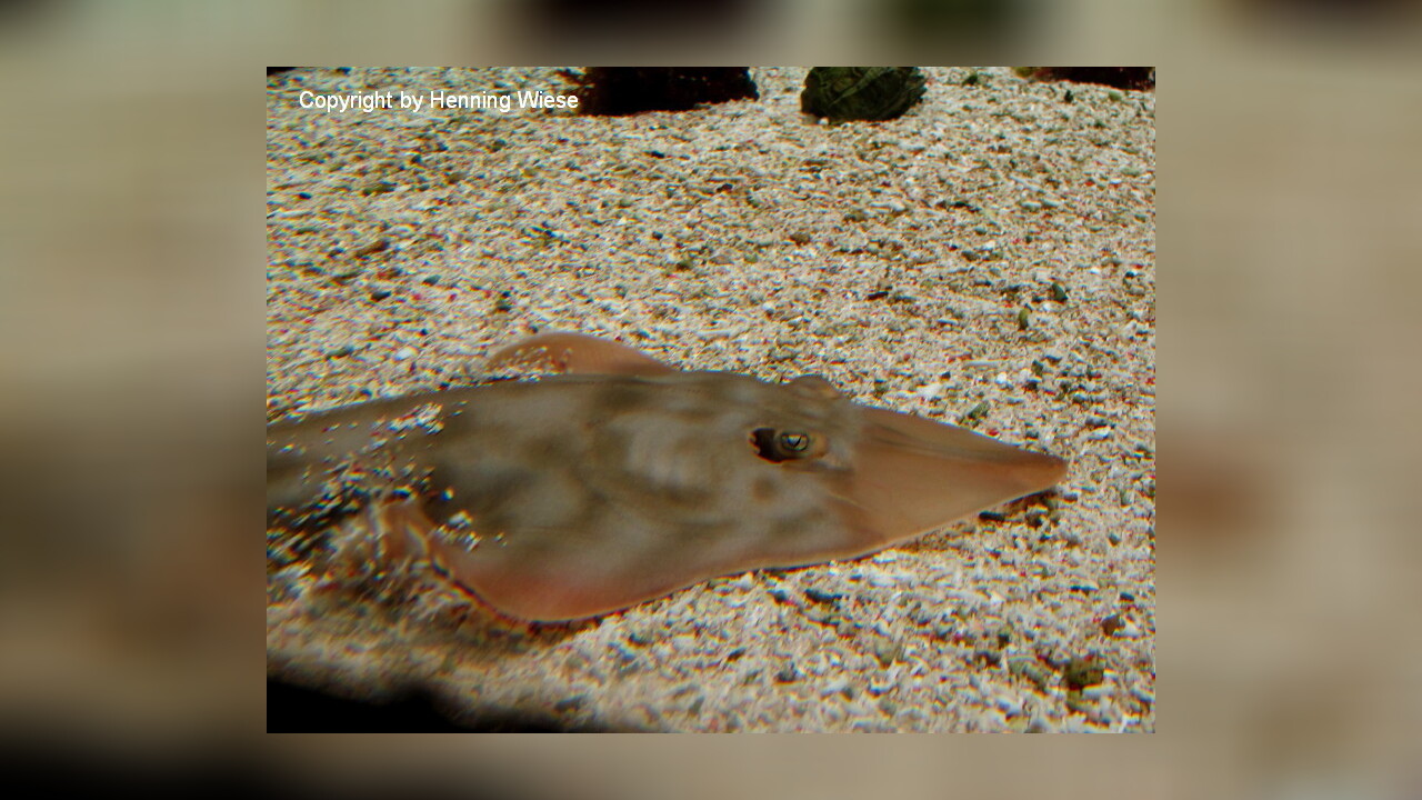 Rhinobatos productus Shovelnose guitarfish