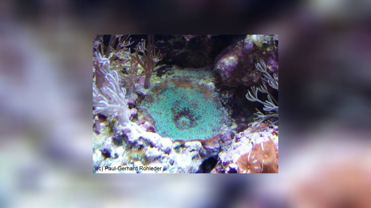 Discosoma sp. 21 Mushroom