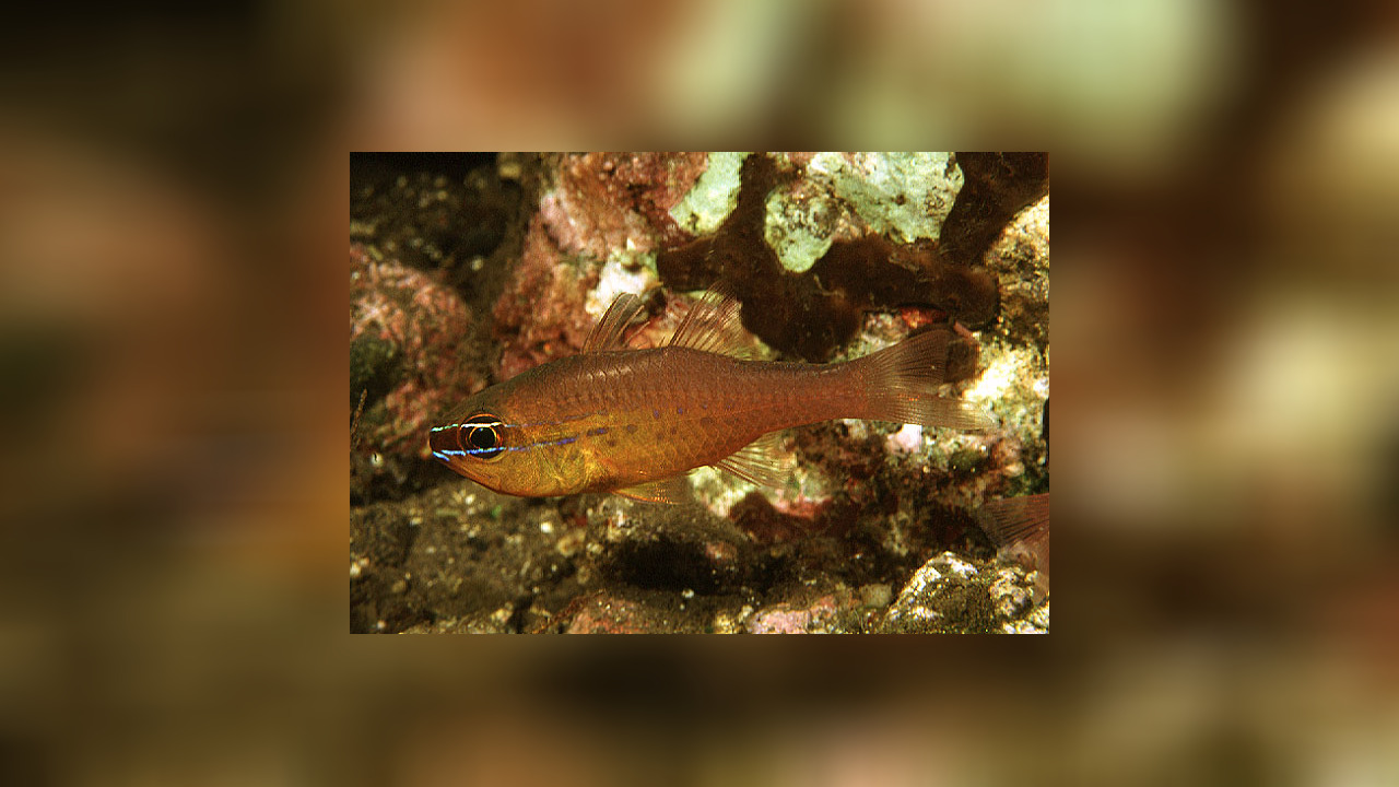 Ostorhinchus apogonoides Short-tooth Cardinal, Plain Cardinal ...