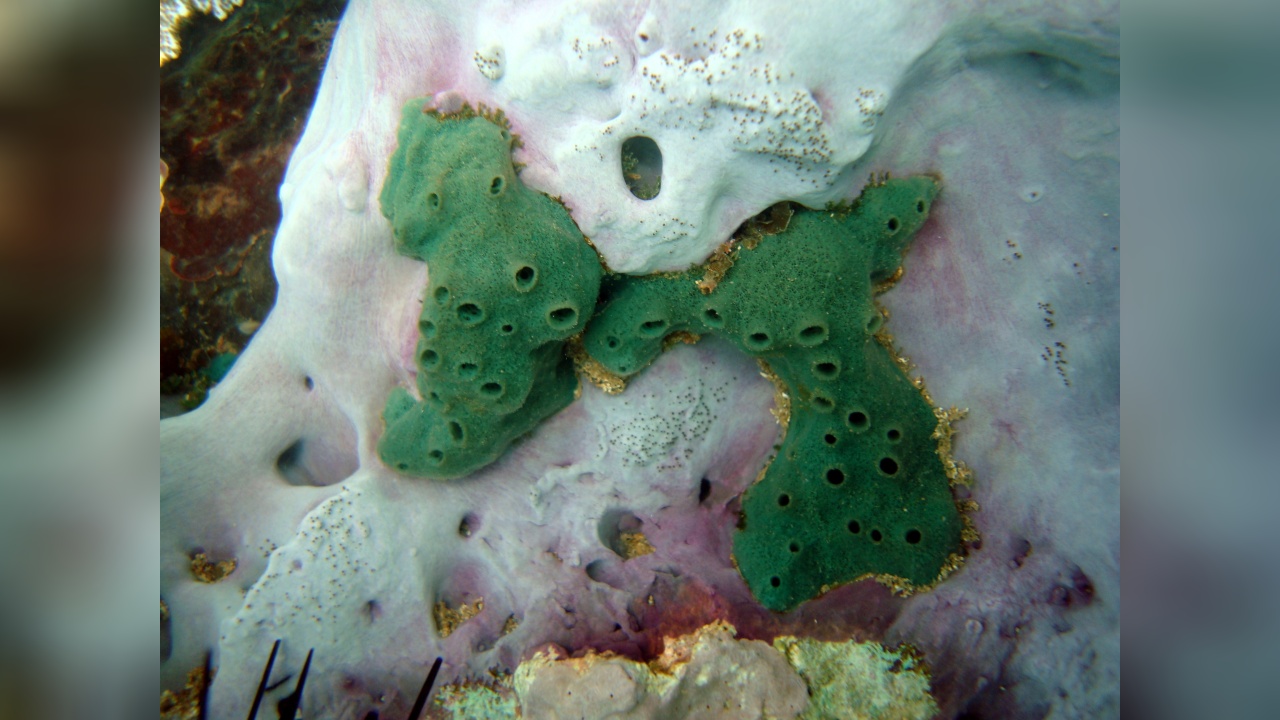 Amphimedon viridis Sponge