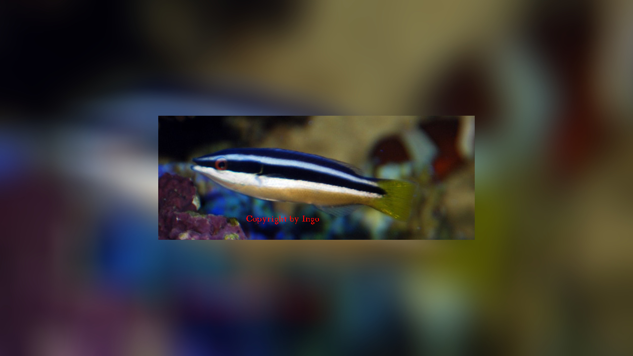 Diproctacanthus xanthurus Yellowtail tubelip, Cleaner wrasse, Wandering ...