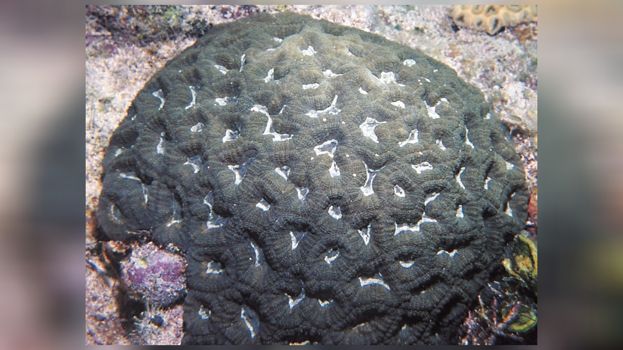 Isophyllia rigida Großpolypige Steinkoralle