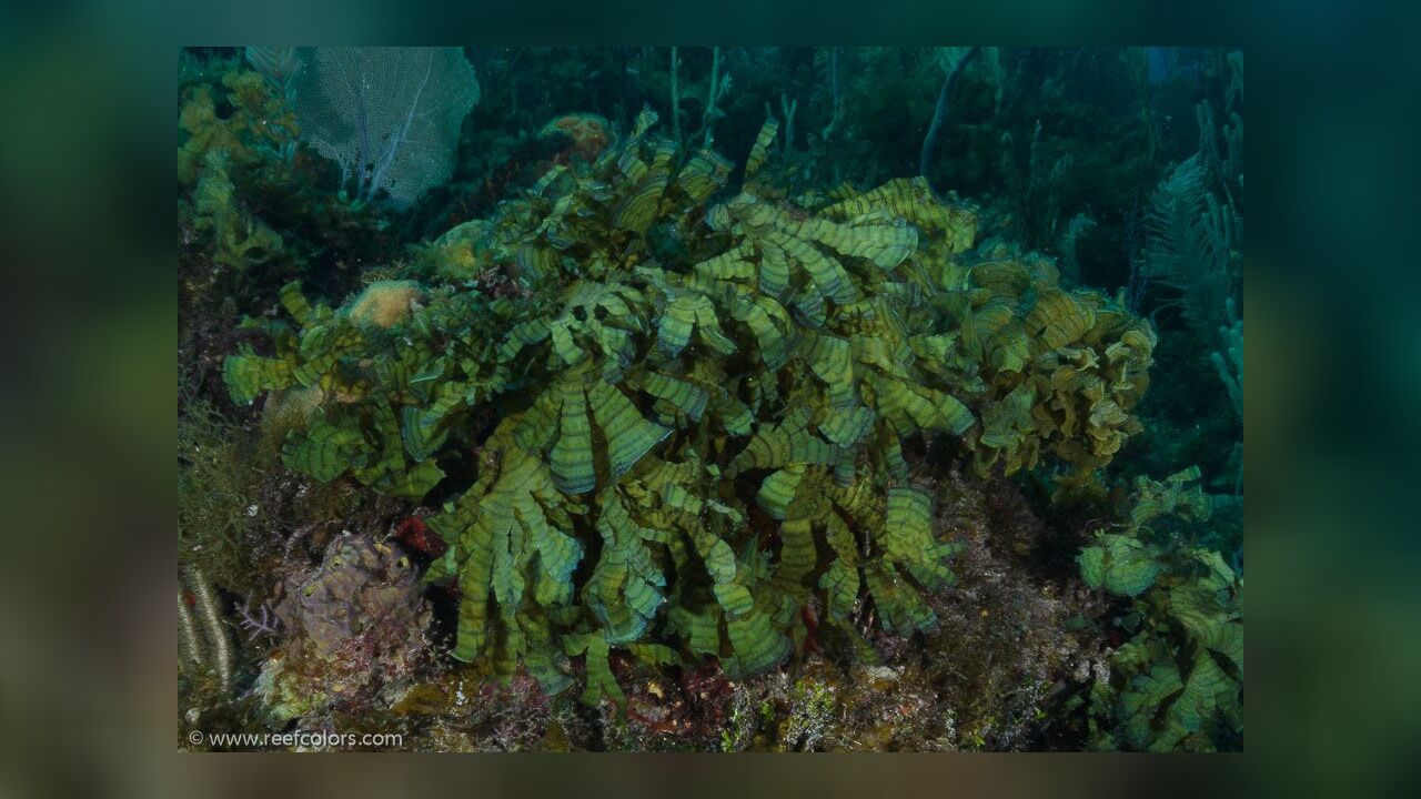 Stypopodium zonale Leafy flat-blade alga