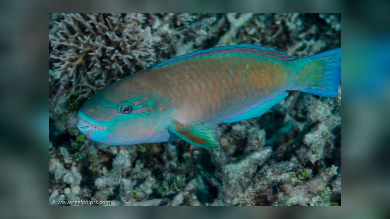 Scarus chameleon Chameleon parrotfish