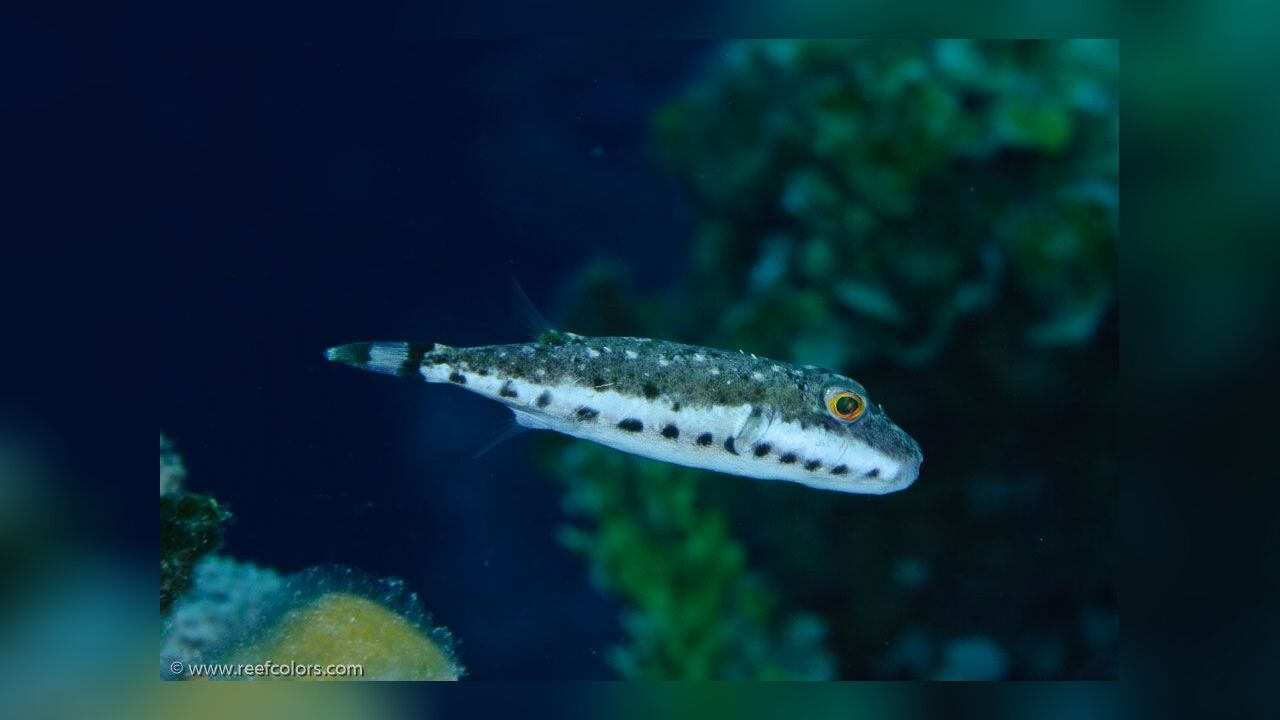 Sphoeroides spengleri Bandtail Puffer, Bandtail Pufferfish, Puffer