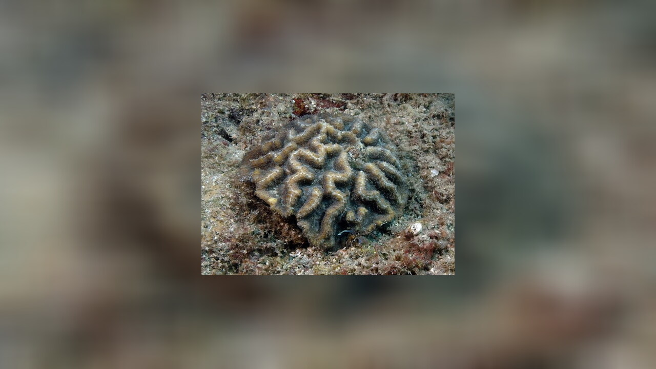 Isophyllia sinuosa Stoney Coral, sinuous cactus coral