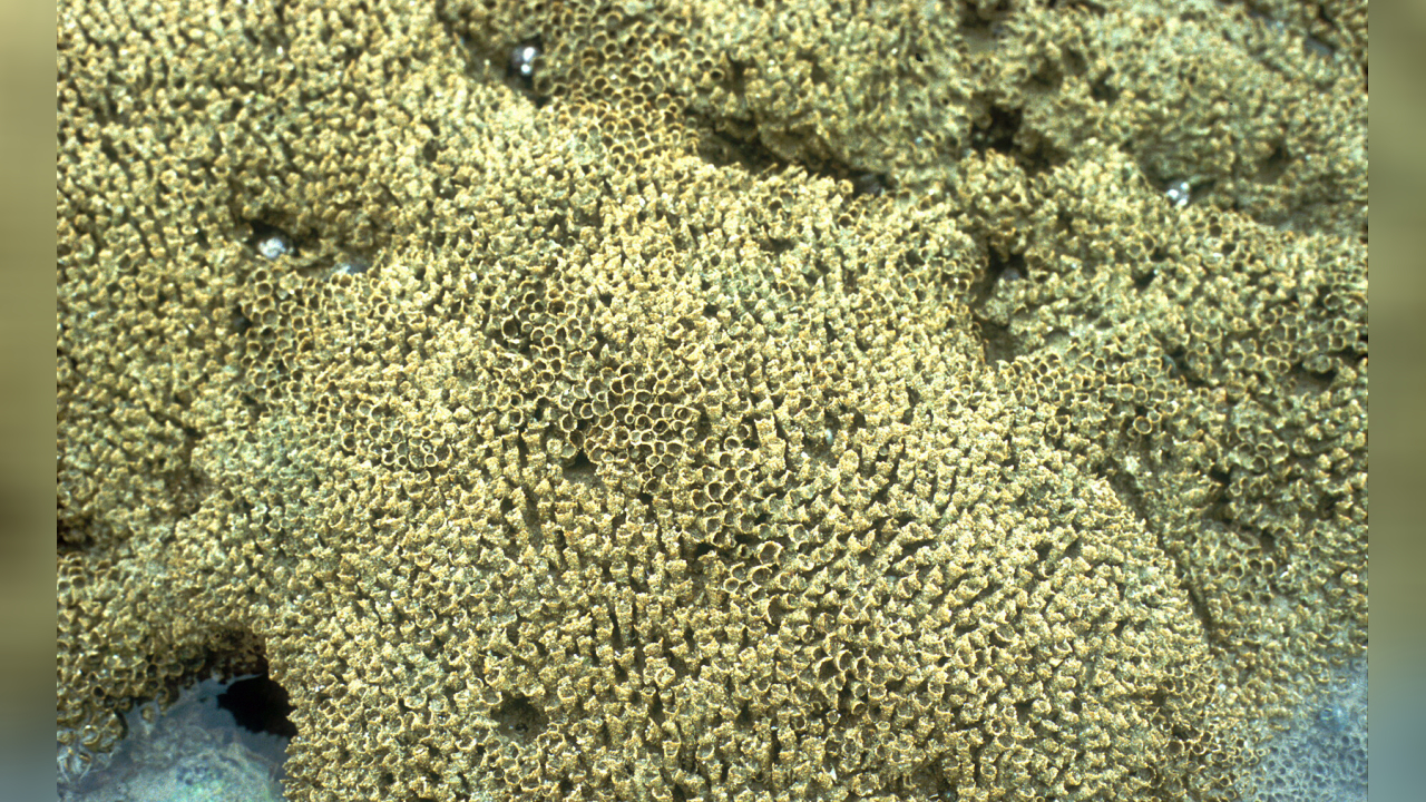 Sabellaria spinulosa Ross worm