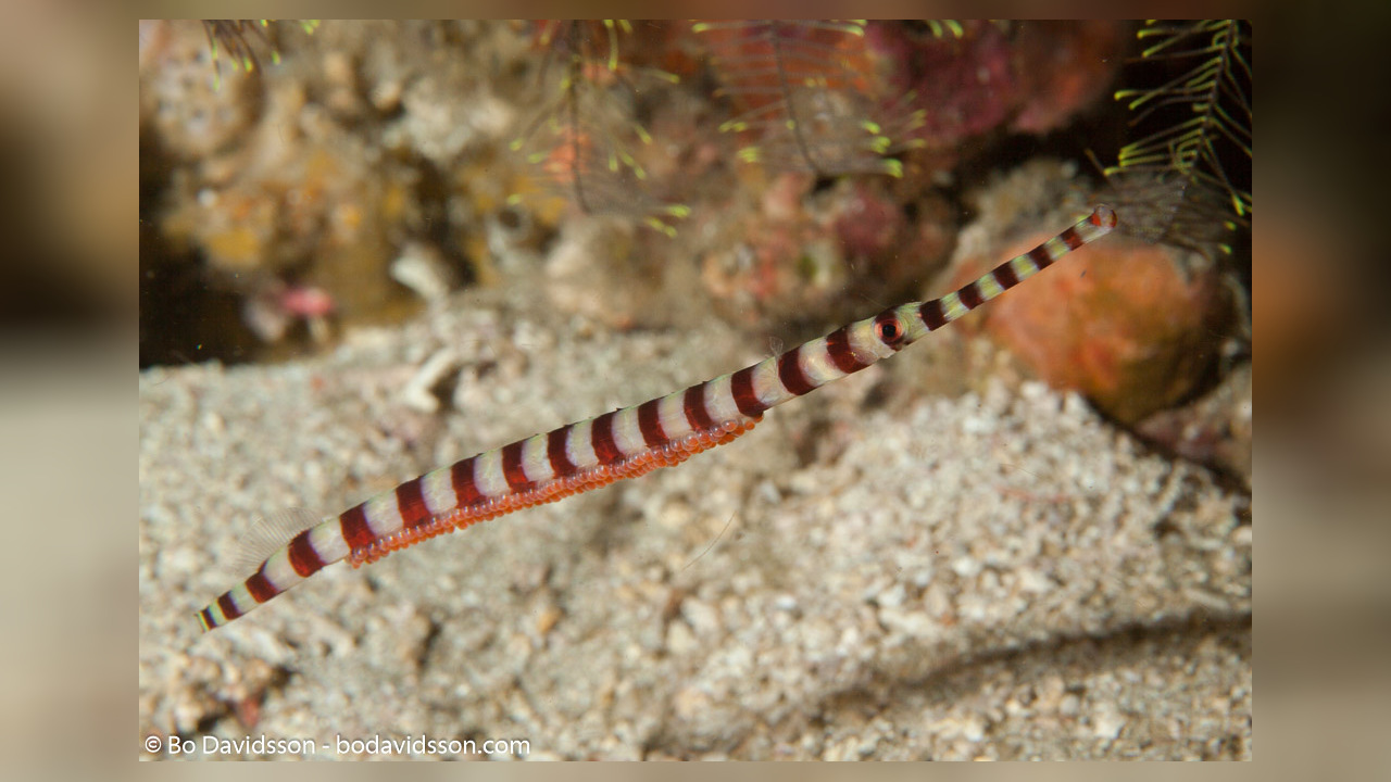 Dunckerocampus dactyliophorus Banded Pipefish, Ringed pipefish