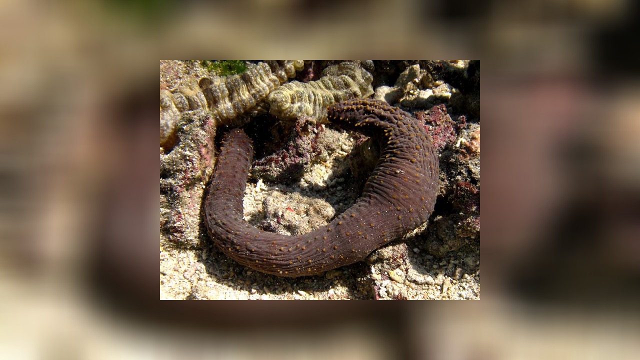 Holothuria (Semperothuria) flavomaculata Sea Cucumber
