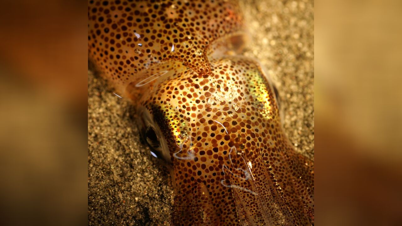 Doryteuthis opalescens Opalescent inshore squid