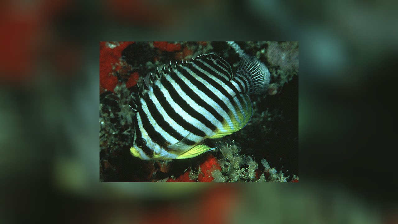 Paracentropyge multifasciata Banded Pygmy-angelfish, Many-banded ...