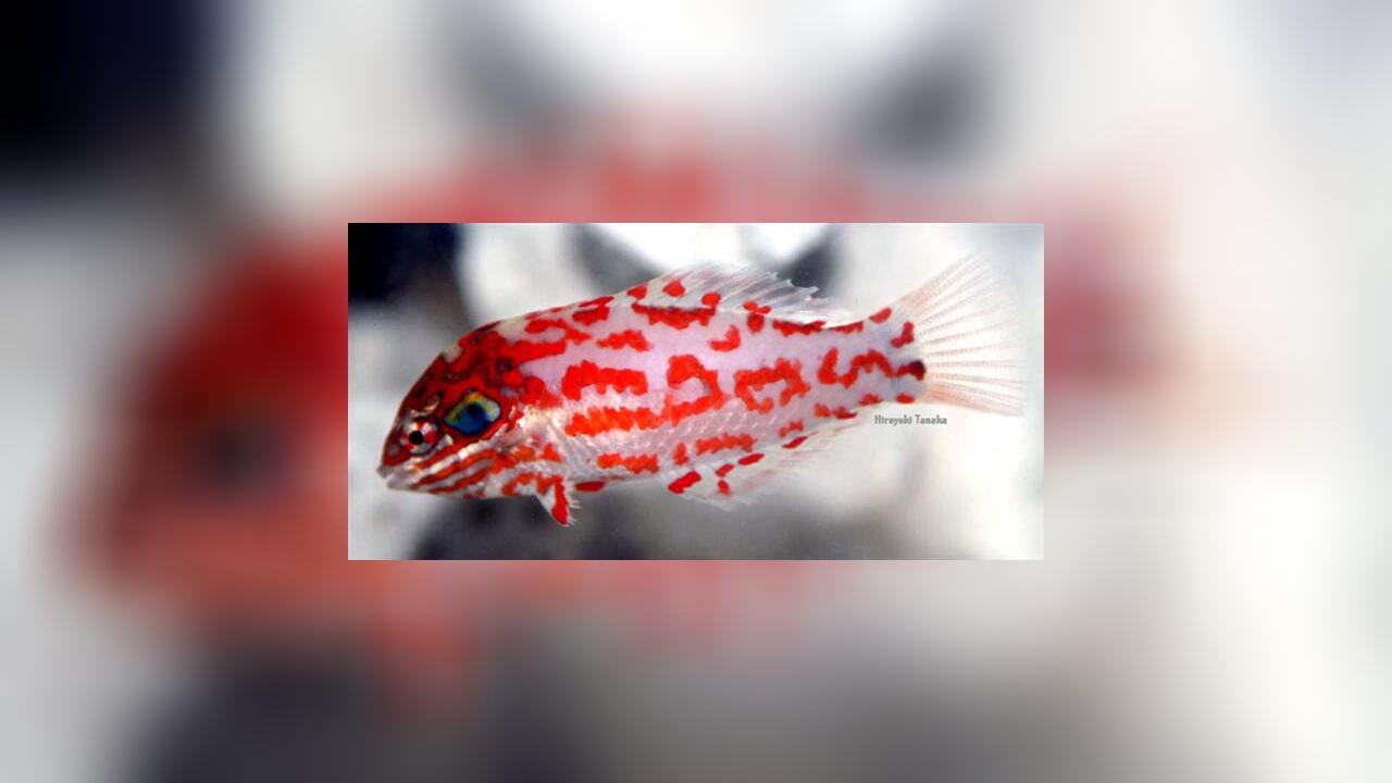 Macropharyngodon choati Choatis Lippfisch