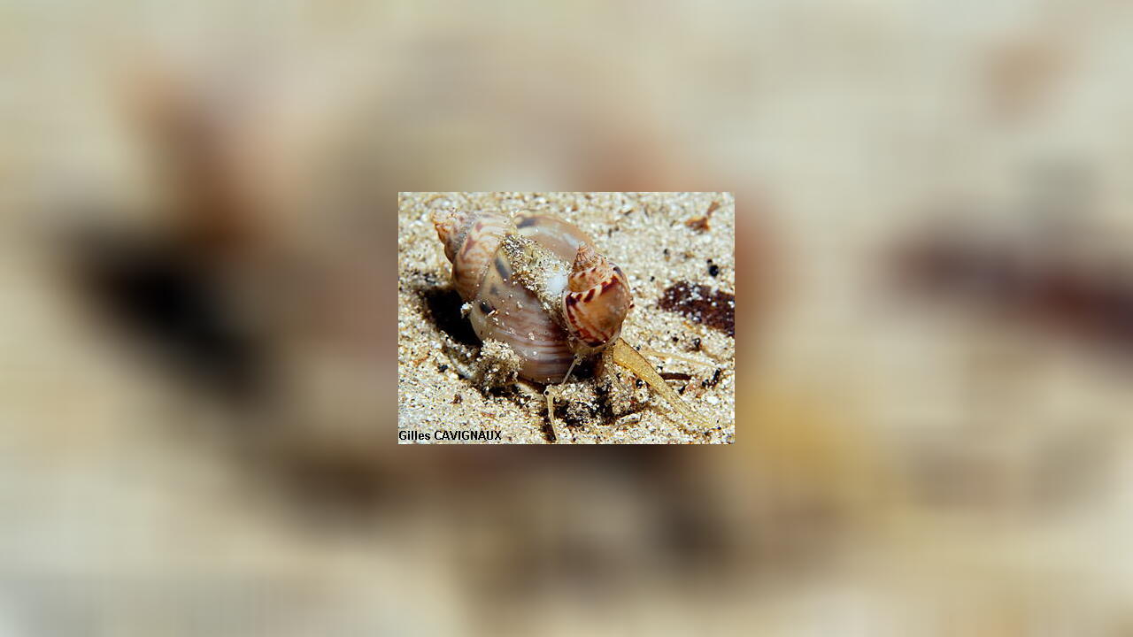 Tritia mutabilis Changeable nassa