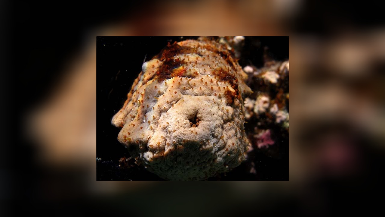 Actinopyga echinites Deep-water redfish, Brownfish