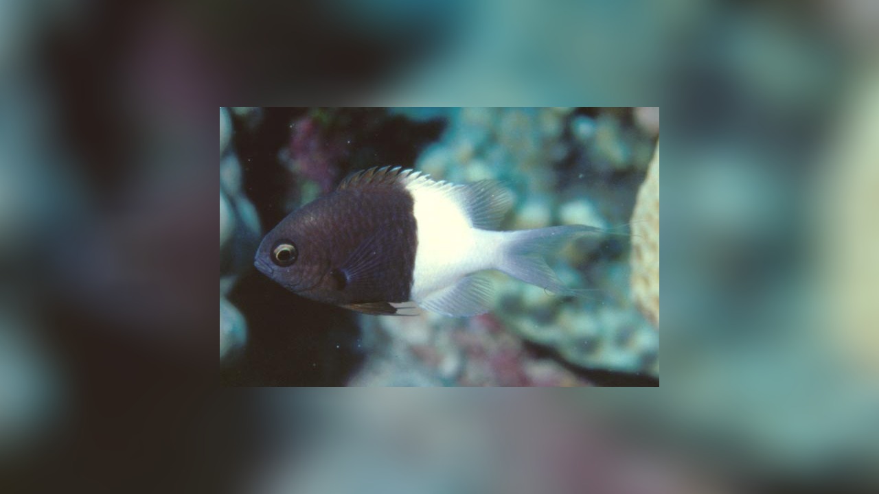 Chromis dimidiata Zweifarben-Schwalbenschwanz