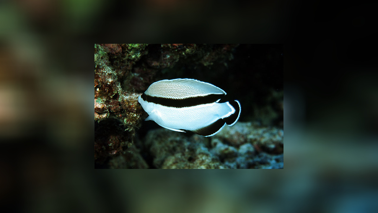 Apolemichthys arcuatus Banded angelfish, Bandit Angelfish, Black-banded ...