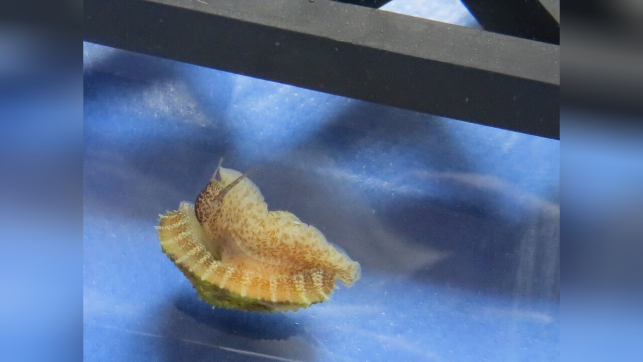Diodora sp. Keyhole limpet