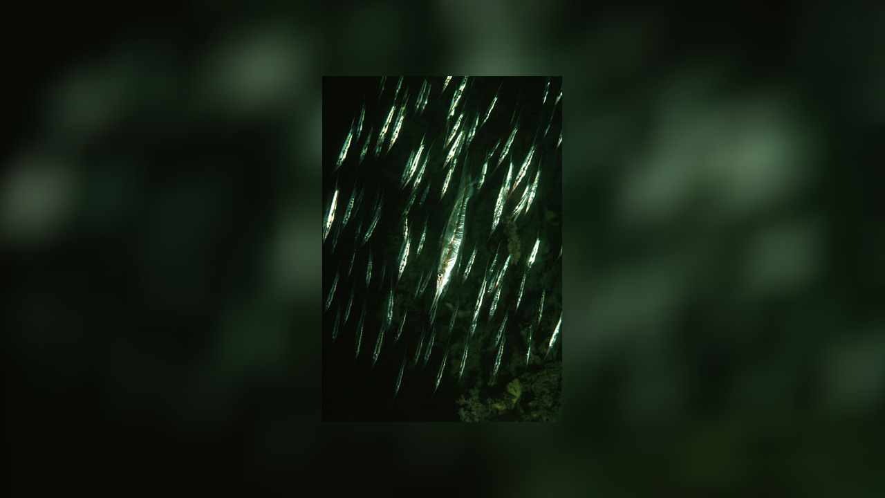 Centriscus scutatus Grooved razorfish