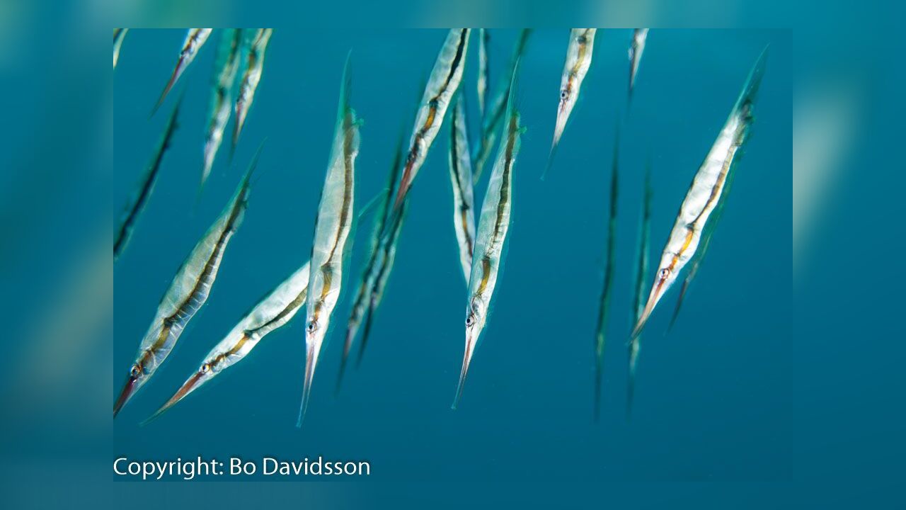 Centriscus scutatus Grooved razorfish