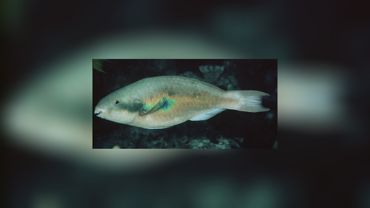 Scarus forsteni Forsten's parrotfish