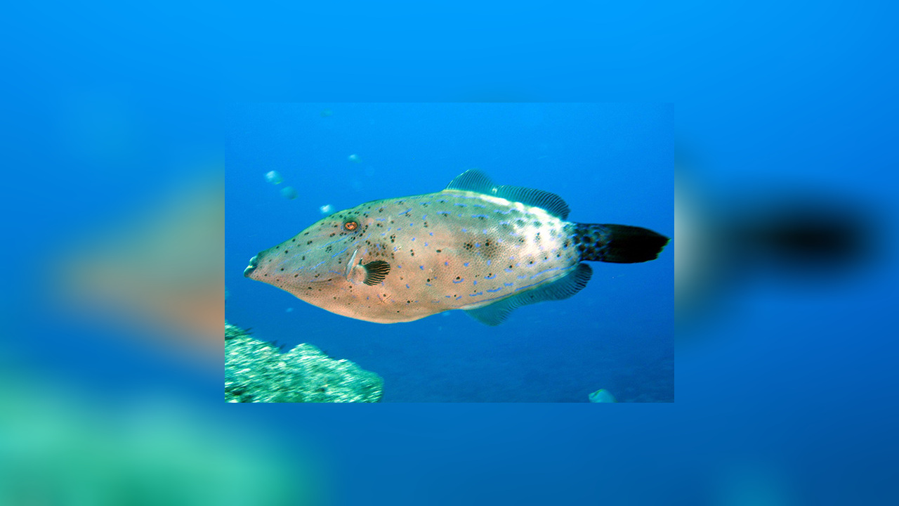 Aluterus scriptus Broom-tail File, Broomtail Filefish, Filefish ...