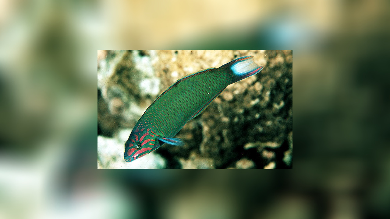 Thalassoma lunare Blue wrasse, Crescent-Tail Wrasse, Crescent wrasse ...