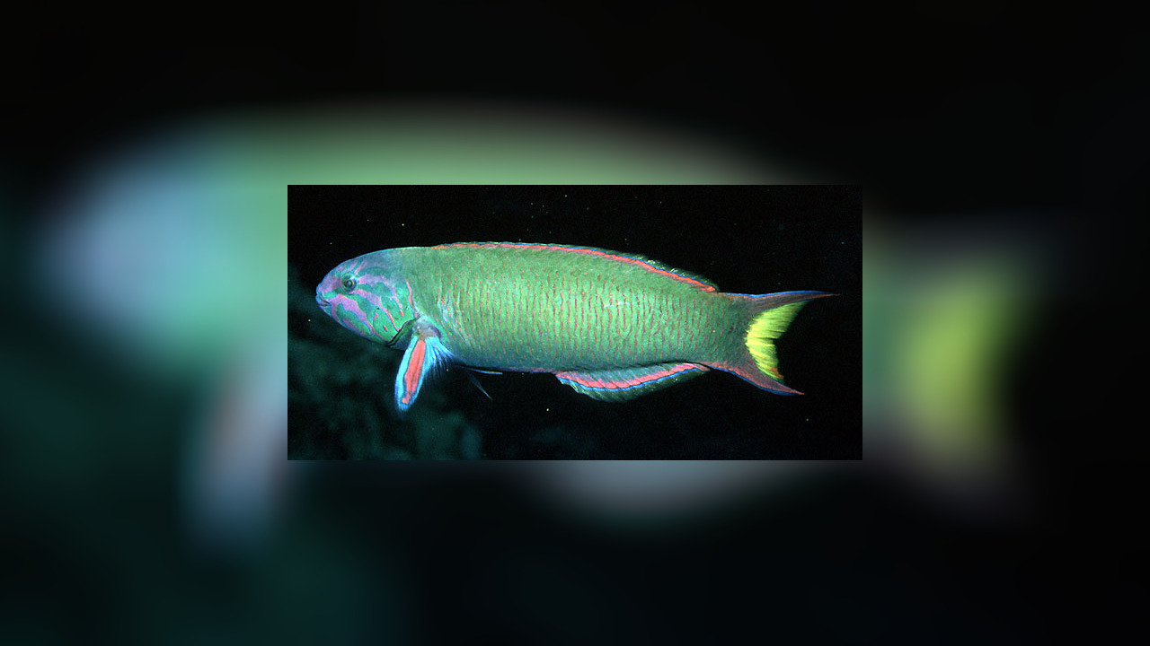 Thalassoma lunare Blue wrasse, Crescent-Tail Wrasse, Crescent wrasse ...