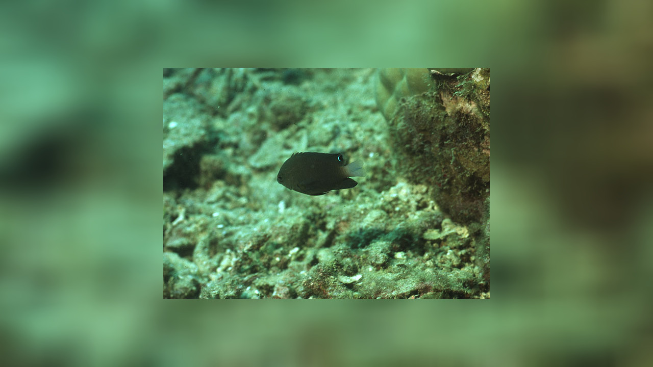 Pomacentrus armillatus Bracelet damselfish, honey damsel, borneo damsel