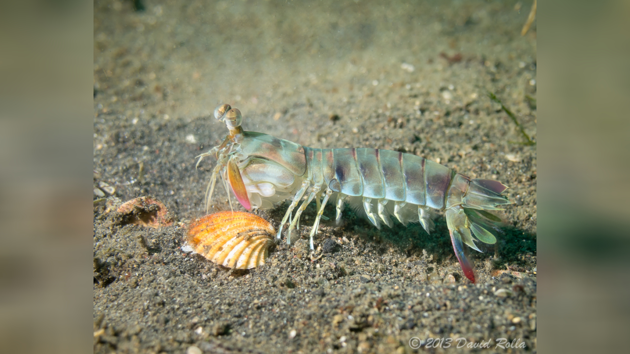 Odontodactylus cultrifer pastel odontodactylid mantis shrimp, Keel Tail ...