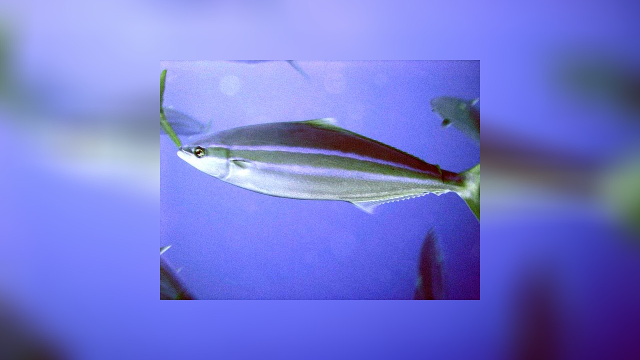 Seriola lalandi Albacore, Amberjack, Bandit, Californian Yellowtail ...