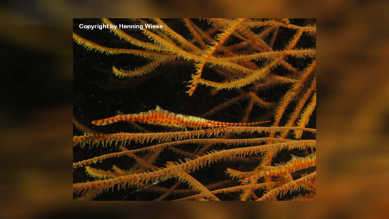 Tozeuma armatum Saw blade Shrimp