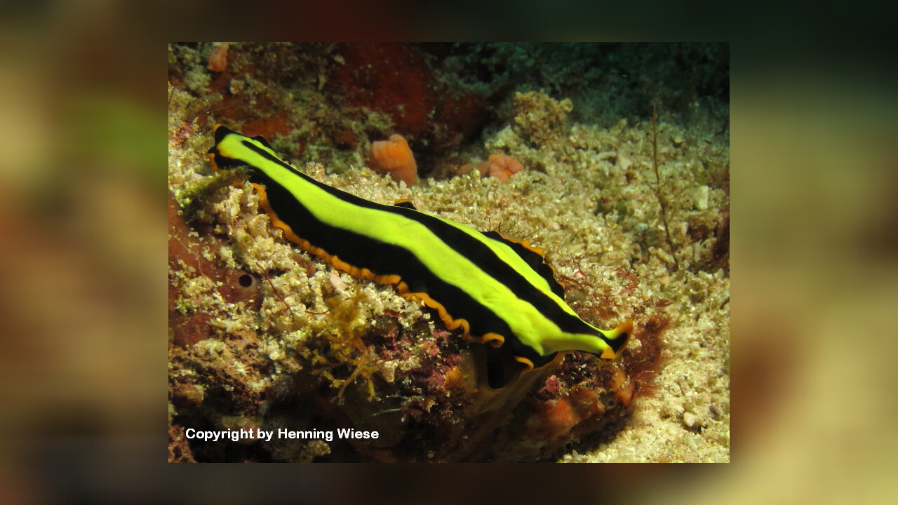 Pseudoceros dimidiatus Divided flatworm