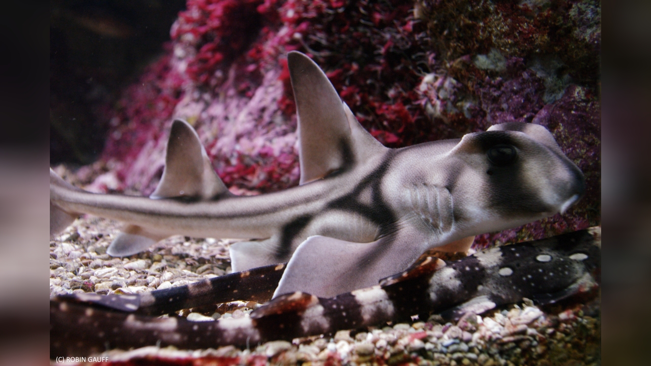 Heterodontus portusjacksoni Port Jackson shark