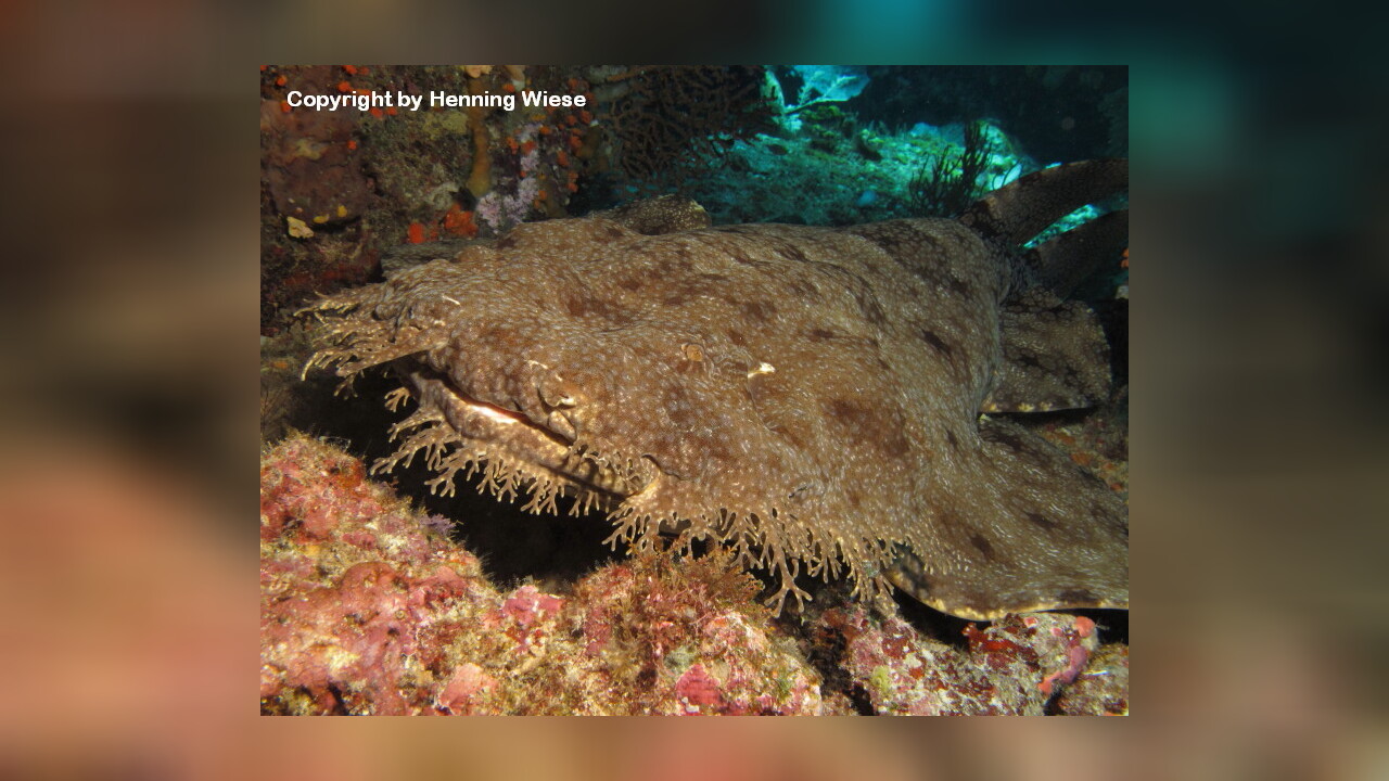 Orectolobus maculatus Requin tapis tacheté