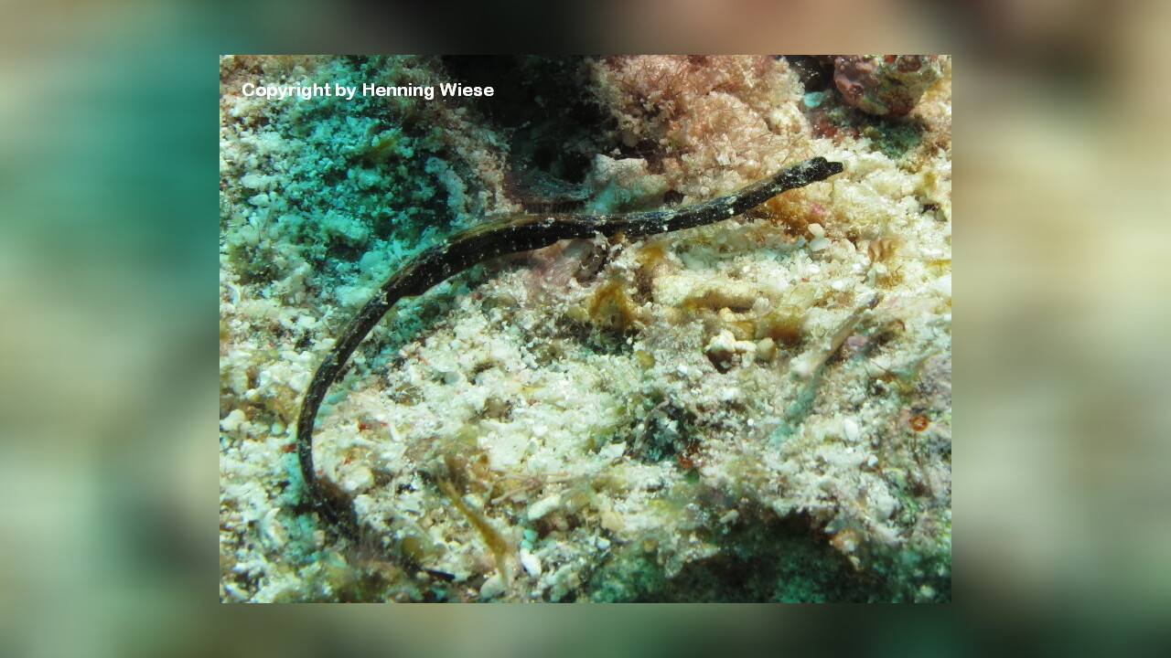 Halicampus grayi Gray's pipefish
