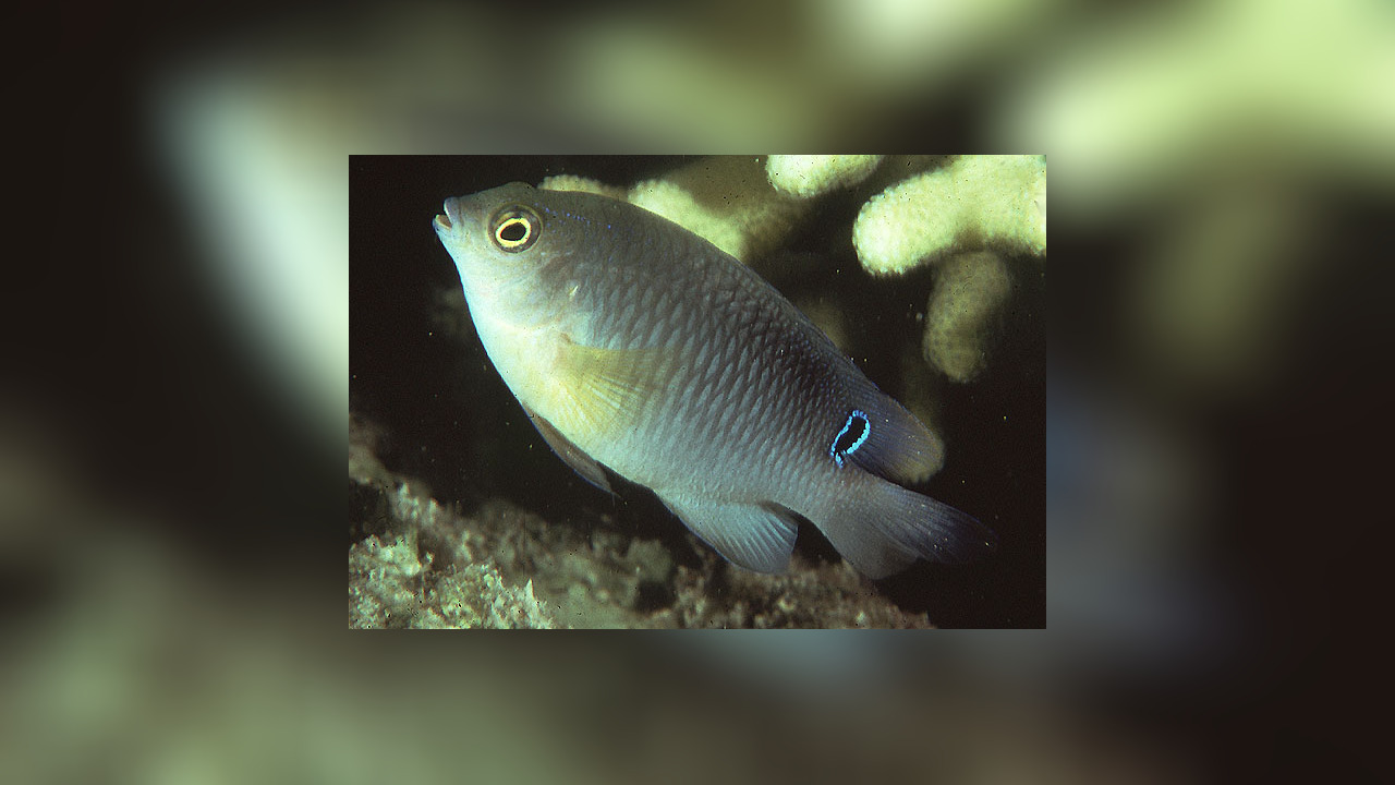 Chrysiptera unimaculata Cape Damsel, One-spot Damsel, Onespot Damsel ...