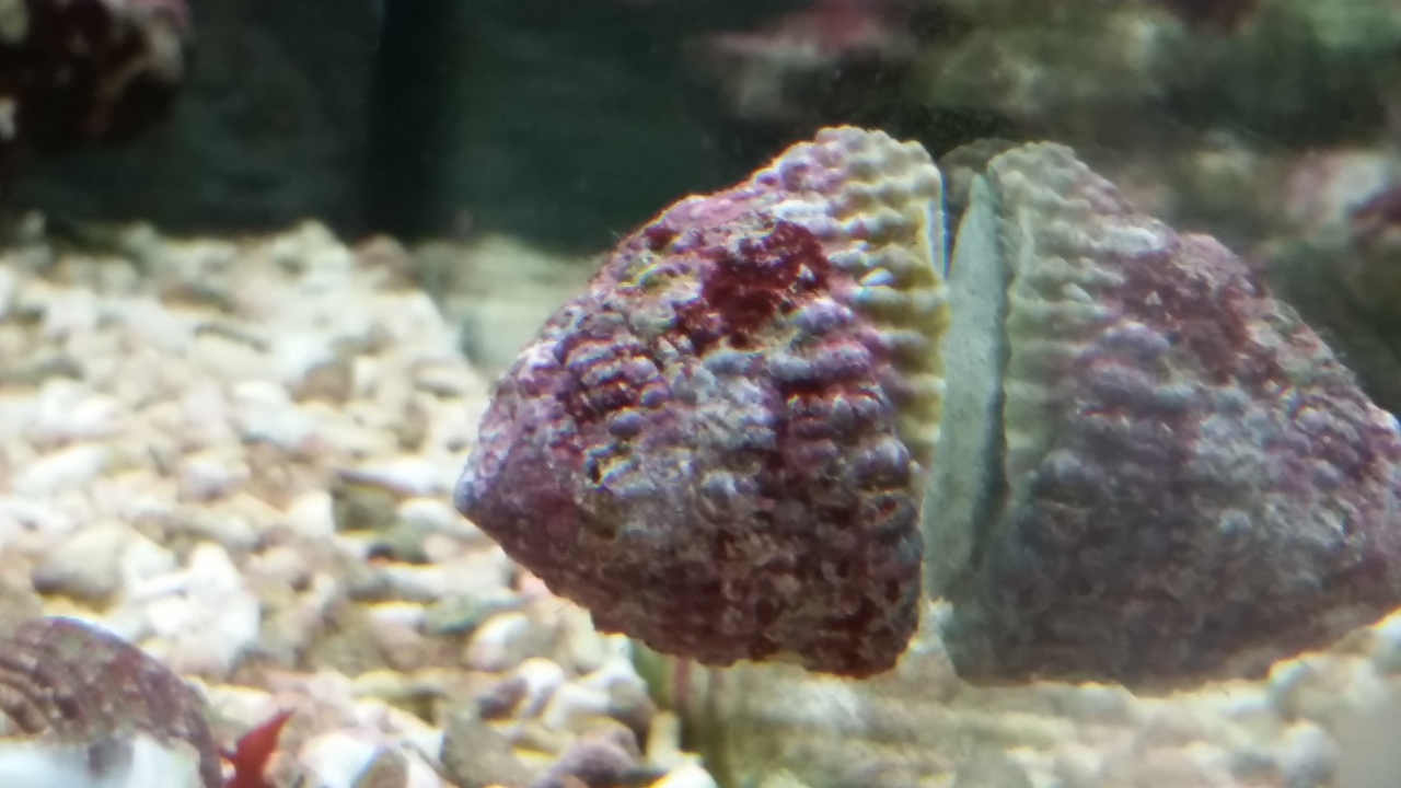 Trochus sp.01 Turbo Schnecke