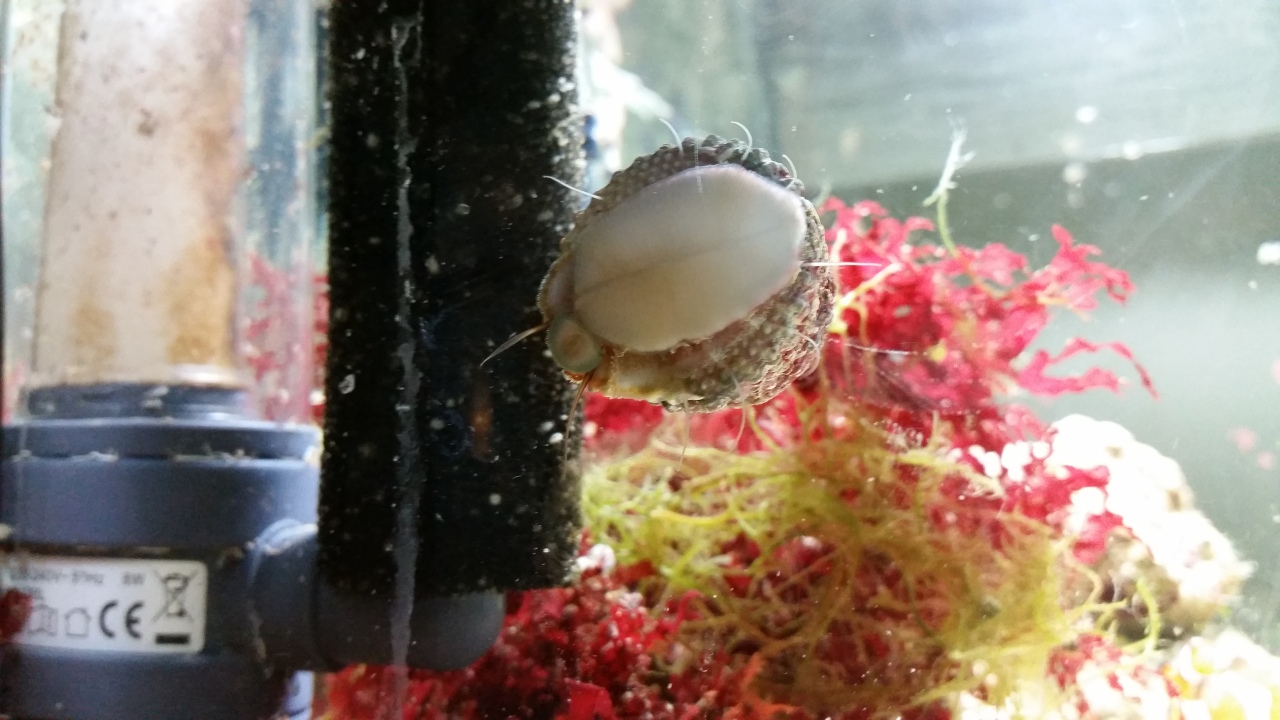 Trochus sp.01 Turbo Schnecke