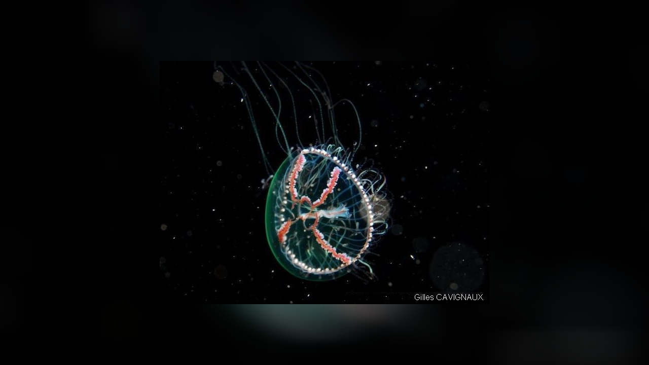 Olindias phosphorica Cigar jellyfish