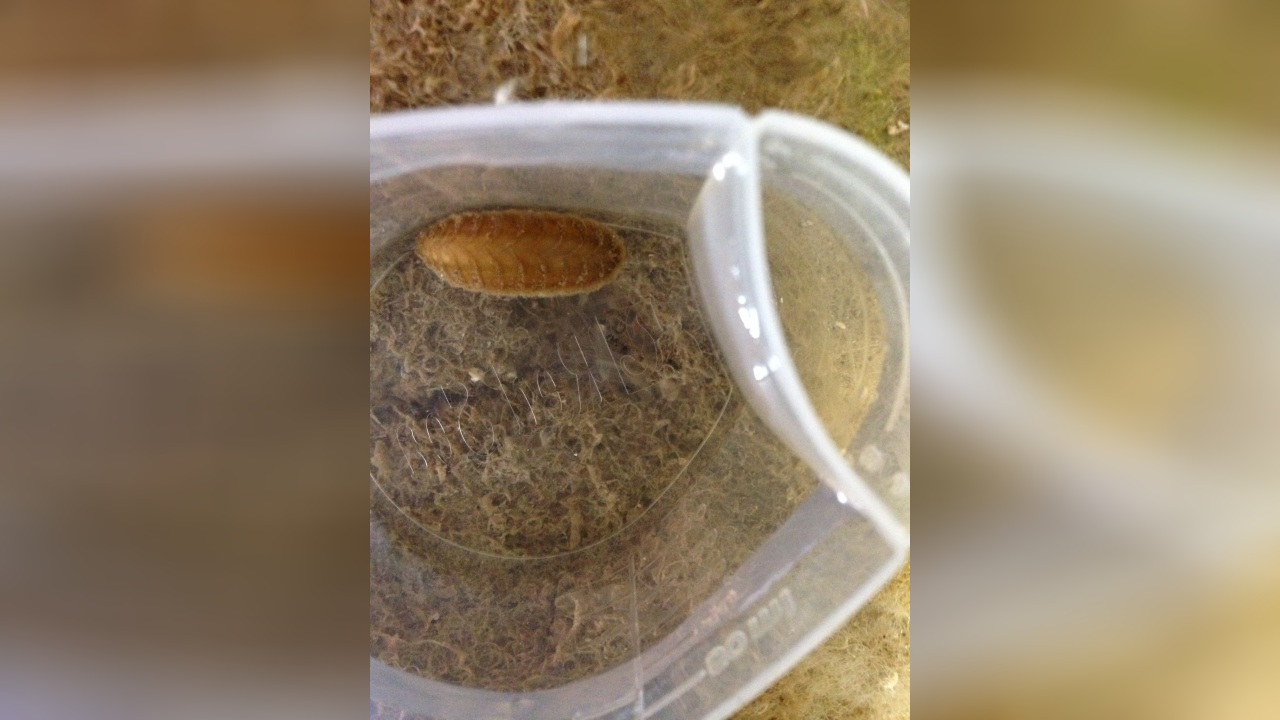 Polynoid sp.02 scale worm