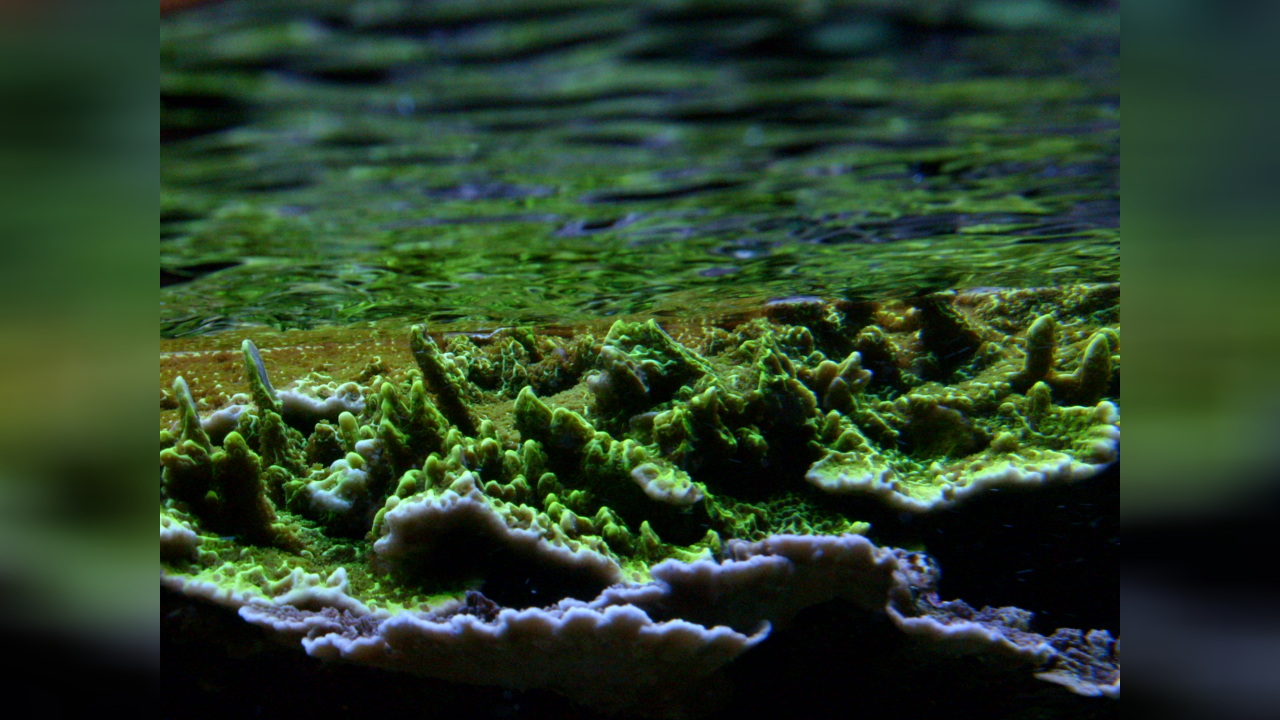 Montipora confusa Mikroporenkoralle