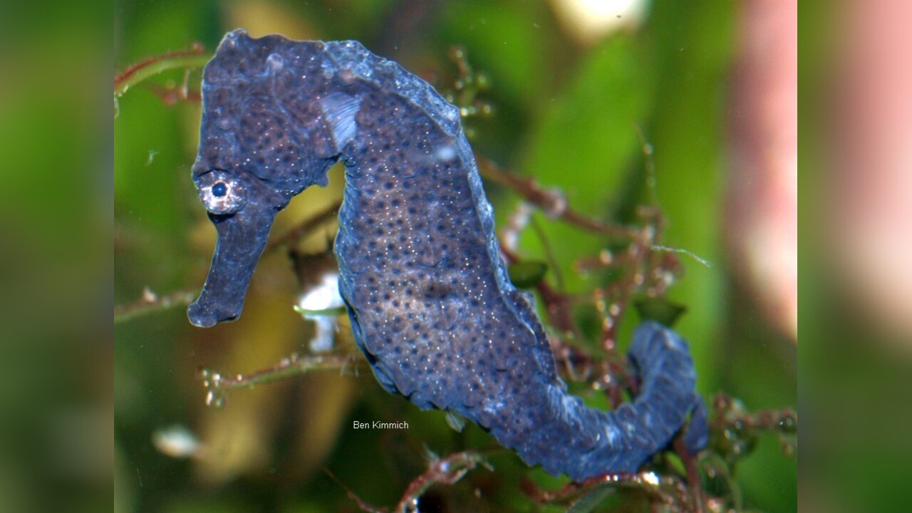Hippocampus kuda Spotted seahorse, Estuary Seahorse