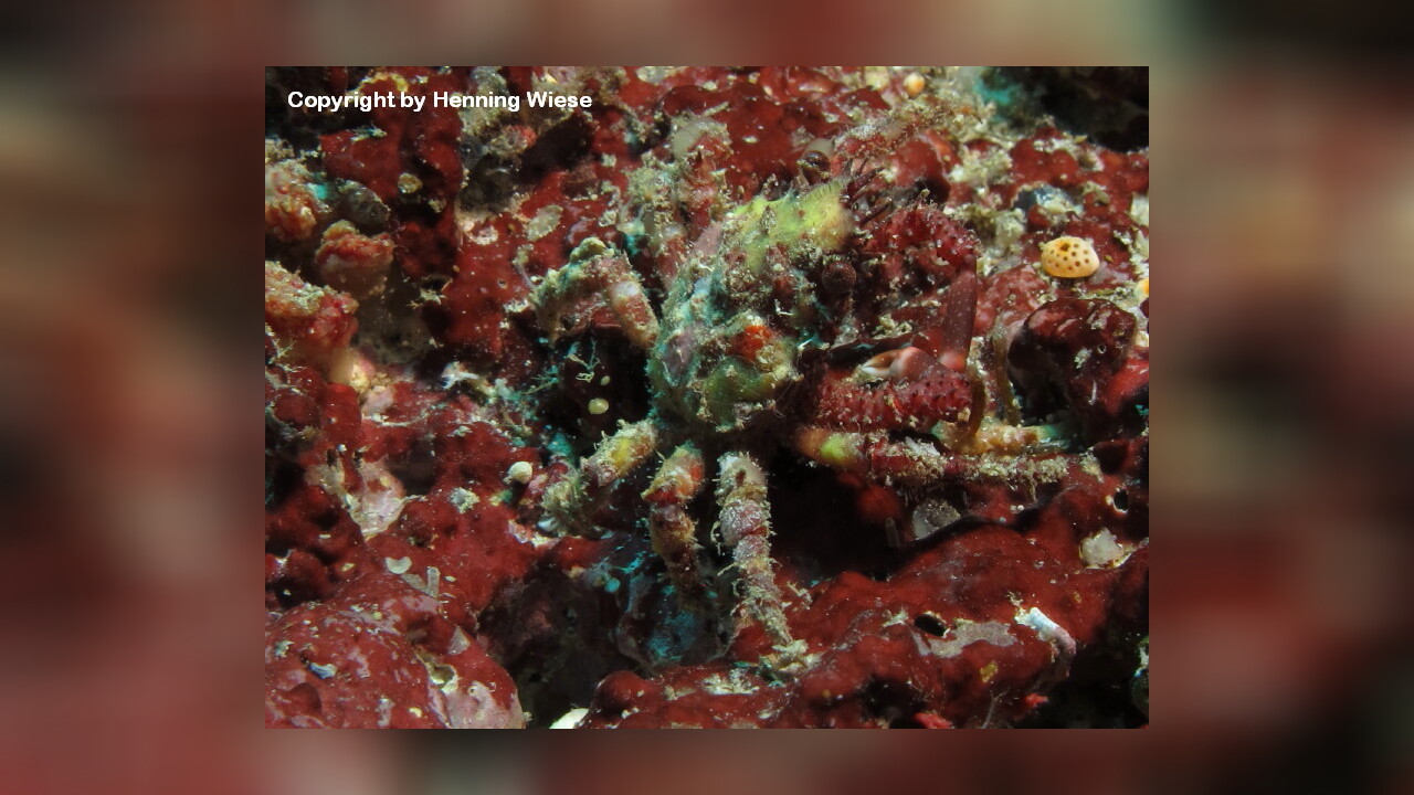 Cyclax suborbicularis Cyclax suborbicularis