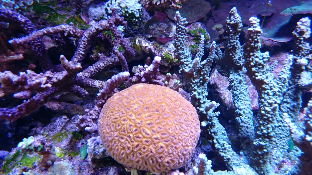 . Foto von Dichocoenia stokesii