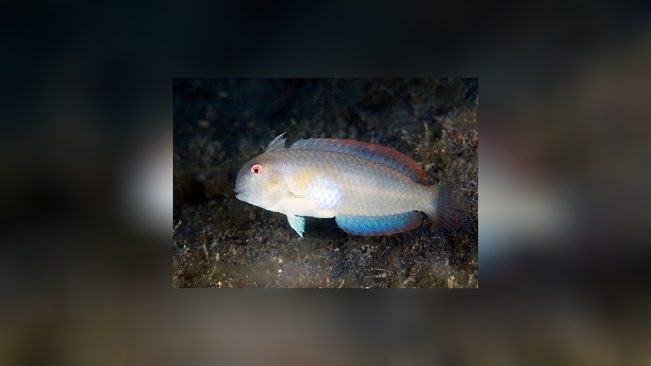 Iniistius melanopus Yellowpatch razorfish