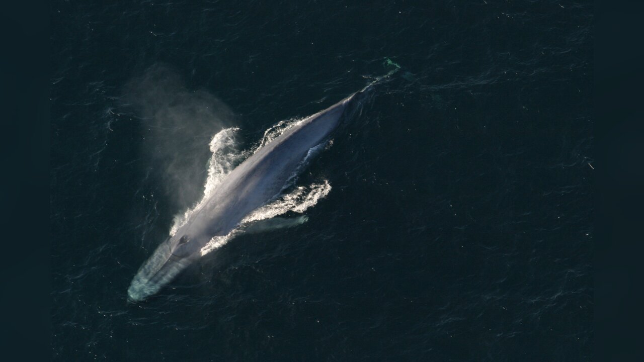 Balaenoptera musculus Blue whale