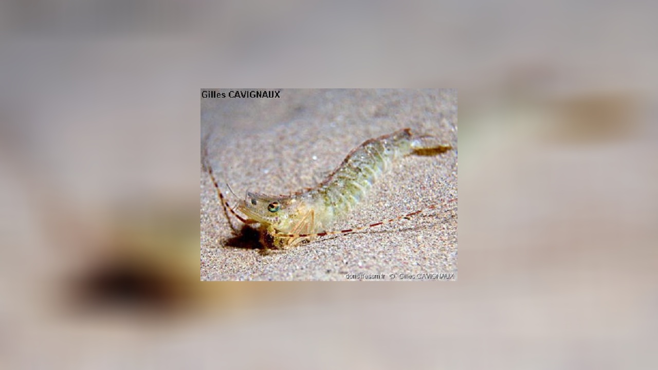 Sicyonia carinata Mediterranean rock shrimp