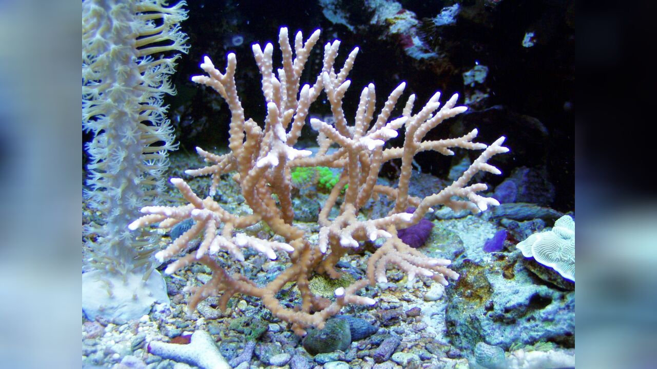 Anacropora matthai Stony Coral