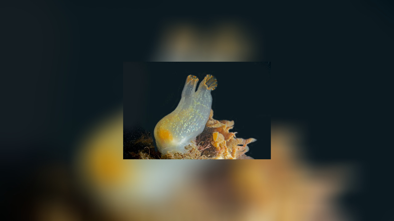 Ciona savignyi Seescheide